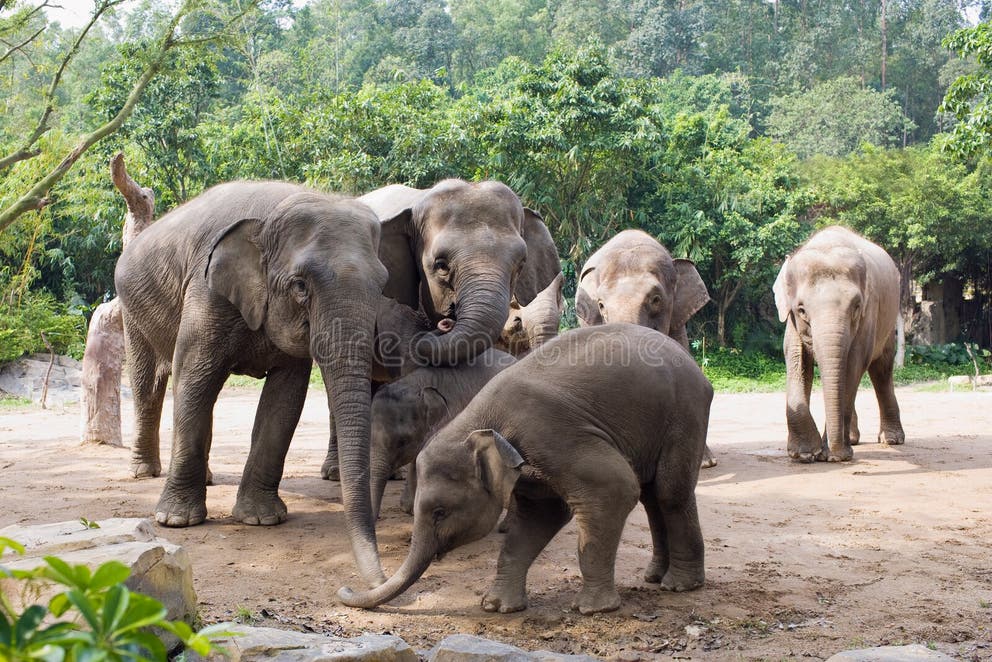 Elephan stock image. Image of stone, funny, little, elephan - 13195027