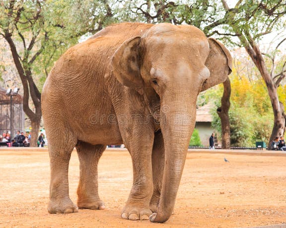 1,626 Elephant Skin Ear Texture Stock Photos - Free & Royalty-Free ...