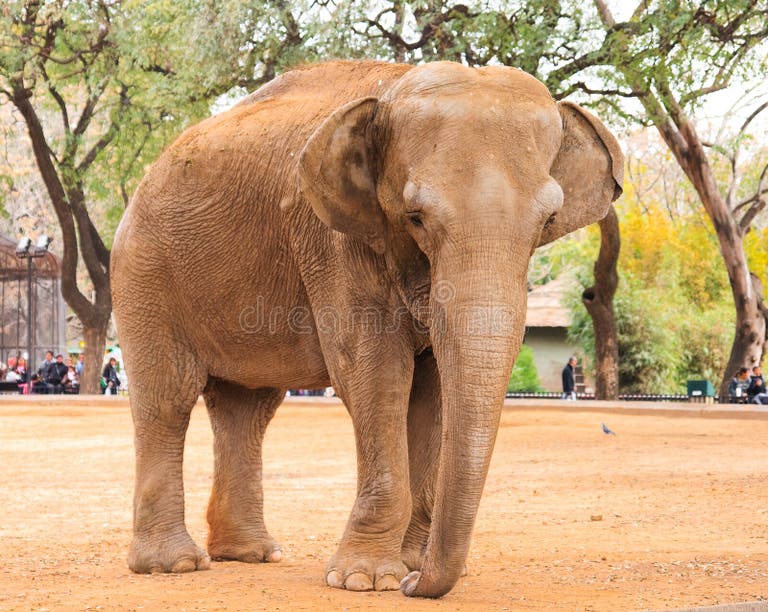 1,626 Elephant Skin Ear Texture Stock Photos - Free & Royalty-Free ...