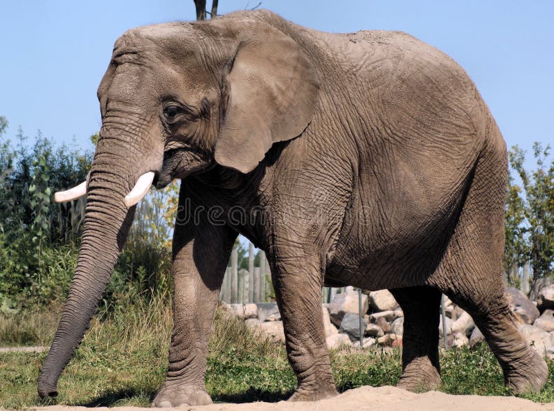 Elephant Hearing Stock Photos - Free & Royalty-Free Stock Photos from ...