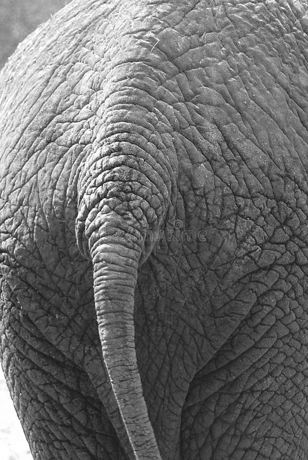 Elephant stock image. Image of back, skin, surface, animal - 119519