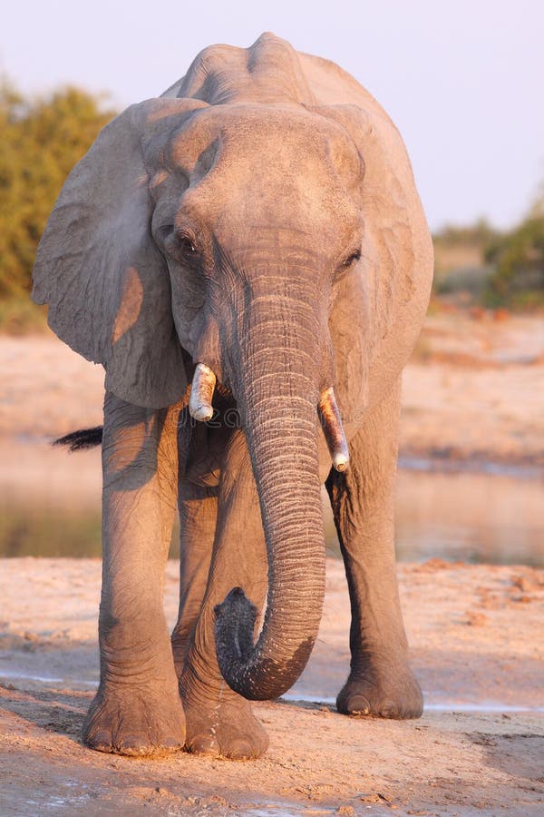 Elephant stock image. Image of wildlife, animal, animals - 11960043