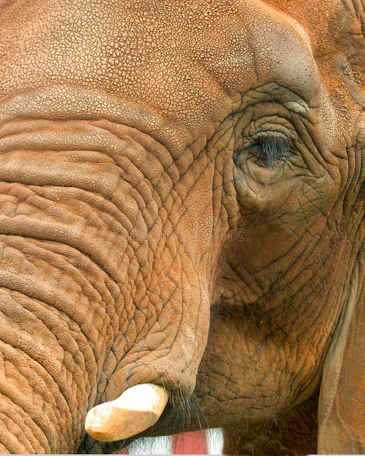 Elephant Free Stock Photos & Pictures, Elephant Royalty-Free and Public ...