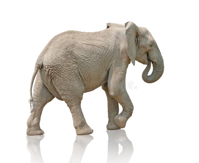 African Elephant Side View Isolated on White Stock Photo - Image of ...