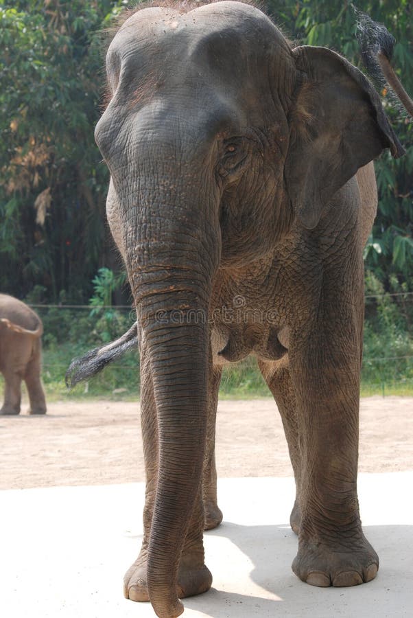 Elephant stock photo. Image of ears, enormous, huge, clumsy - 12821158