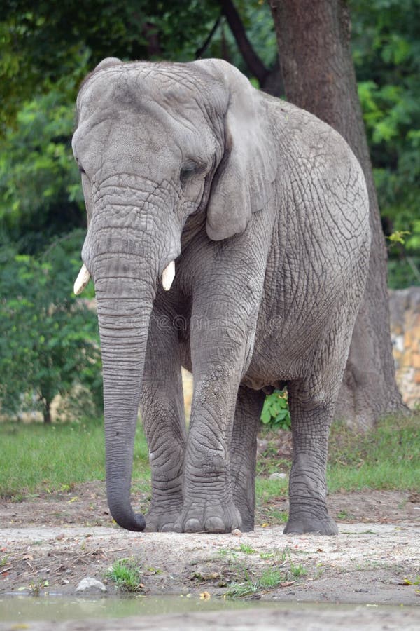 African Elephant (Vertical) Stock Photo - Image of elephant, animals ...