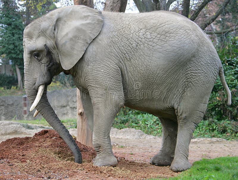 Elephant Free Stock Photos & Pictures, Elephant Royalty-Free and Public ...