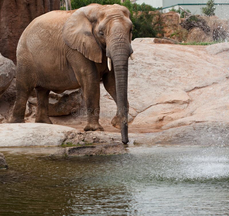 Elephant on Display at Smithsonian Museum. Editorial Photography ...