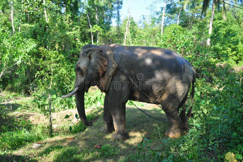 Working elephant stock photo. Image of work, mammal, animals - 13217008