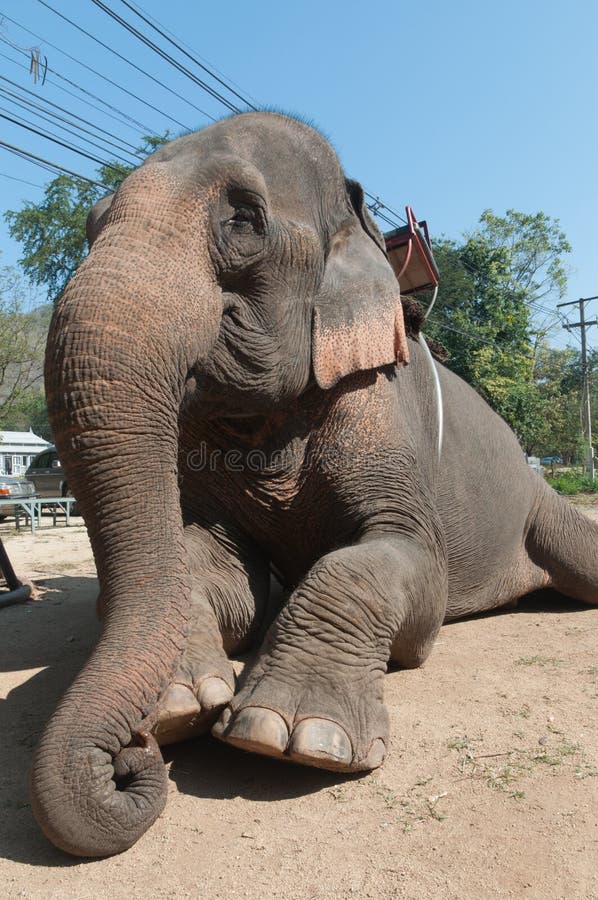 The Bathing elephants 7 stock photo. Image of seaside, sand - 95130