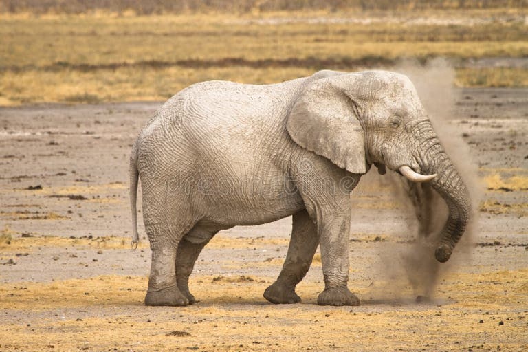 315 Scary Elephant Stock Photos - Free & Royalty-Free Stock Photos from ...