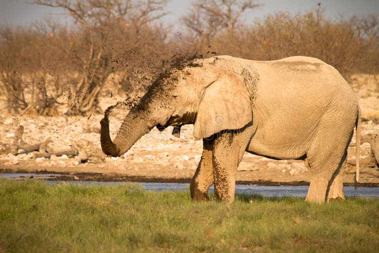 325 Scary Elephant Stock Photos - Free & Royalty-Free Stock Photos from ...