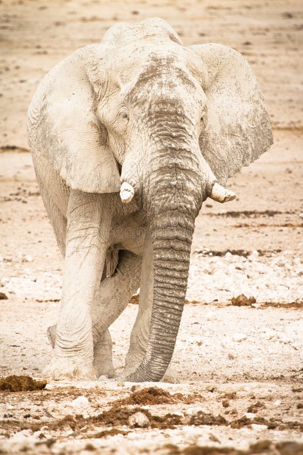 Angry Elephant Charge Stock Photos - Free & Royalty-Free Stock Photos ...