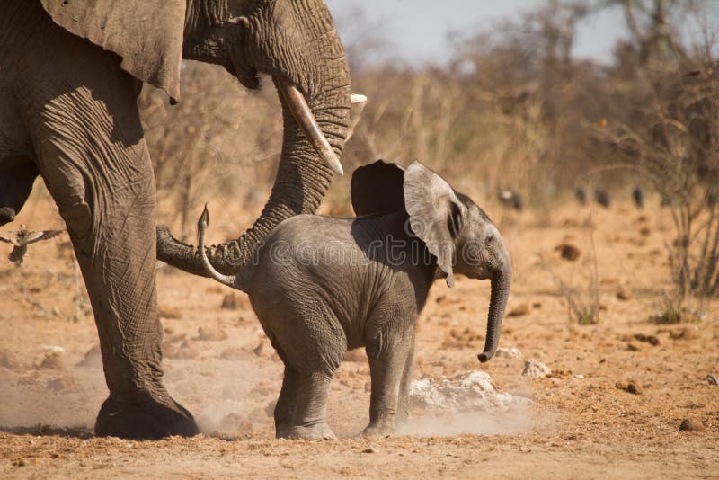 Mating Elephants. stock image. Image of spray, mating - 5148415