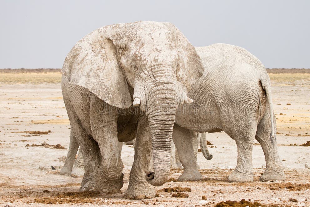 Elephant stock image. Image of elephant, aggressive, mammal - 18389285