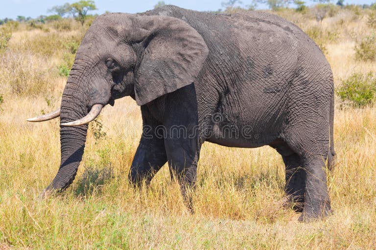 3,091 Elephant Tusk Texture Stock Photos - Free & Royalty-Free Stock ...
