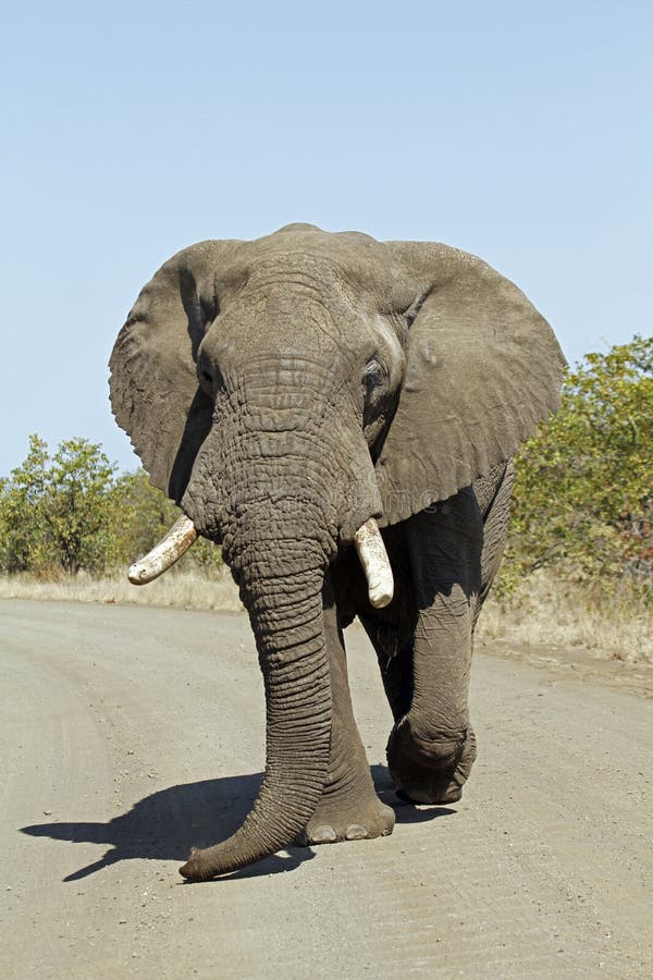 Fast Approaching Elephant stock photo. Image of thirst - 49334898