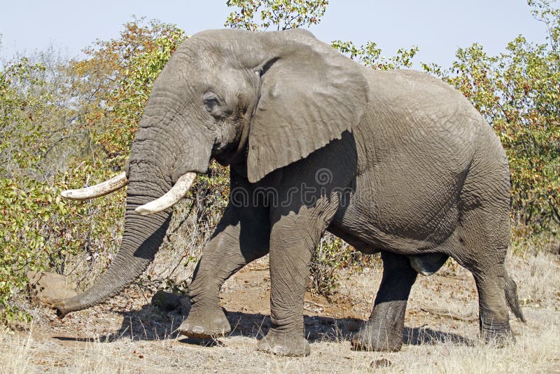 Angry Bull Elephant - Africa Stock Image - Image of wildlife, safari ...