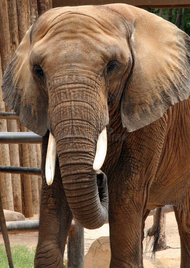 Elephant stock image. Image of elephant, large, giant - 20630685