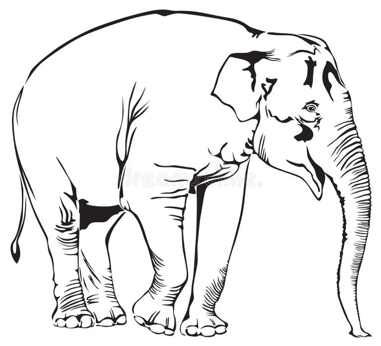 Smart Elephant Stock Illustrations – 775 Smart Elephant Stock ...