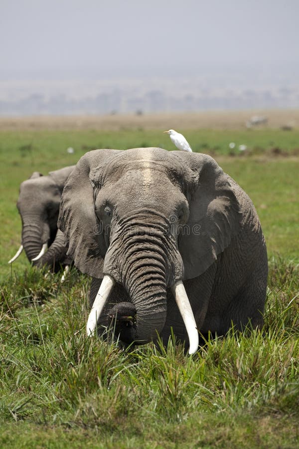 Adolescent Elephant Running Stock Image - Image of africa, masai: 47786773