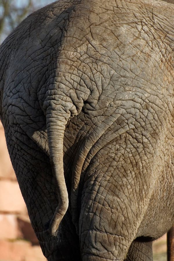 Elephant stock image. Image of rear, animal, bottom, legs - 22868581