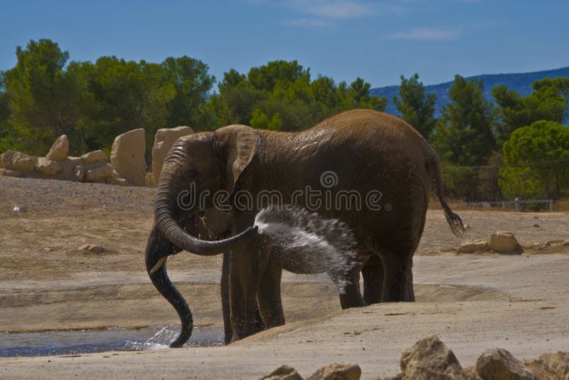 Elephant stock photo. Image of fang, animal, elephant - 23309410