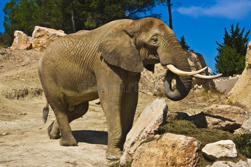 Elephant stock photo. Image of fang, africa, nature, unglado - 23309786