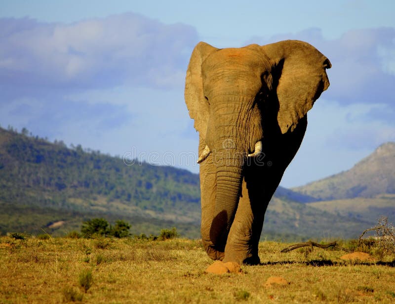 262 Wild Musth Stock Photos - Free & Royalty-Free Stock Photos from ...