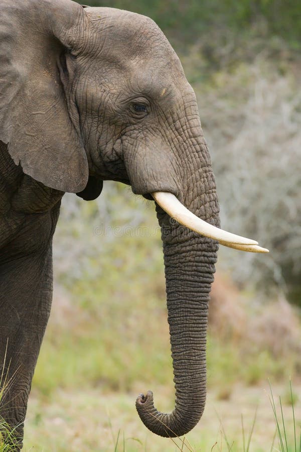 Elephant stock photo. Image of long, grass, nature, africana - 2549708