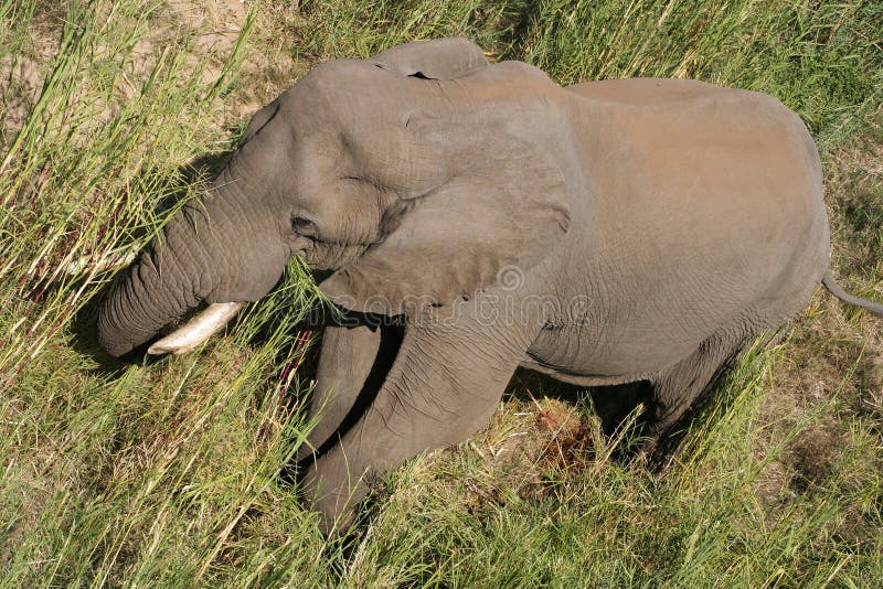 Elephant stock image. Image of huge, safari, river, animal - 259845