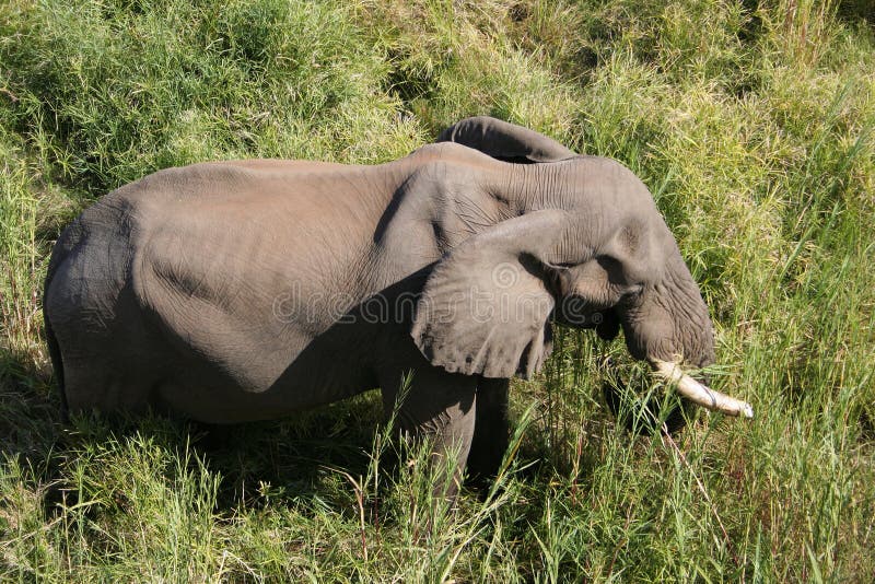 Elephant stock image. Image of huge, africa, safari, animal - 259849