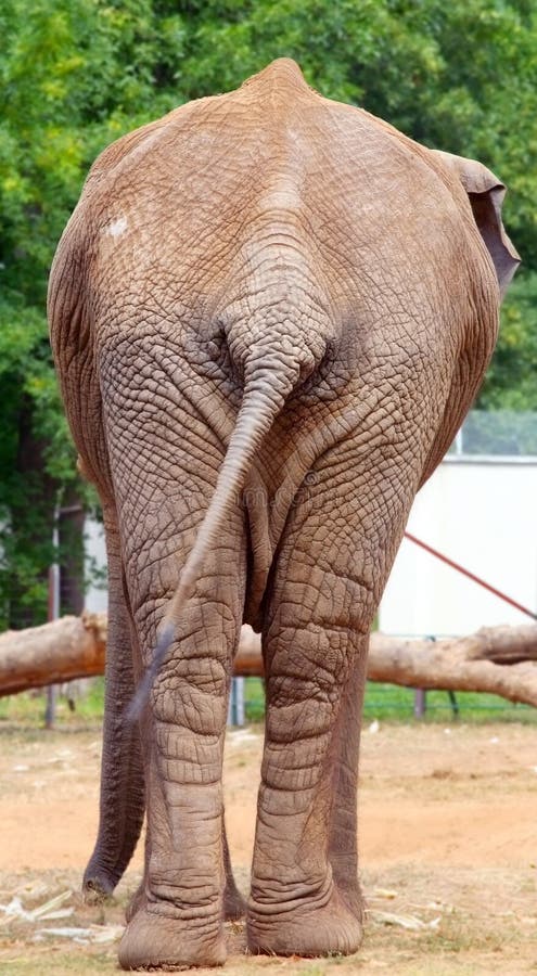 228 Elephant Backside Stock Photos - Free & Royalty-Free Stock Photos ...