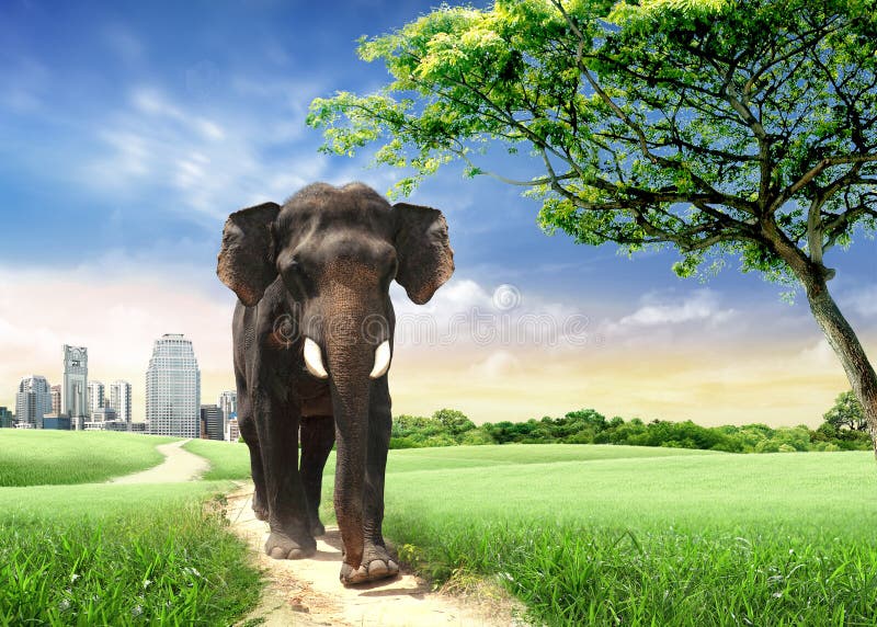 Elephant stock photo. Image of colourful, elephant, city - 26634010