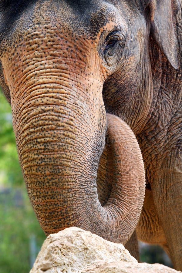 Elephant Stampede stock photo. Image of walking, pachyderm - 12061004