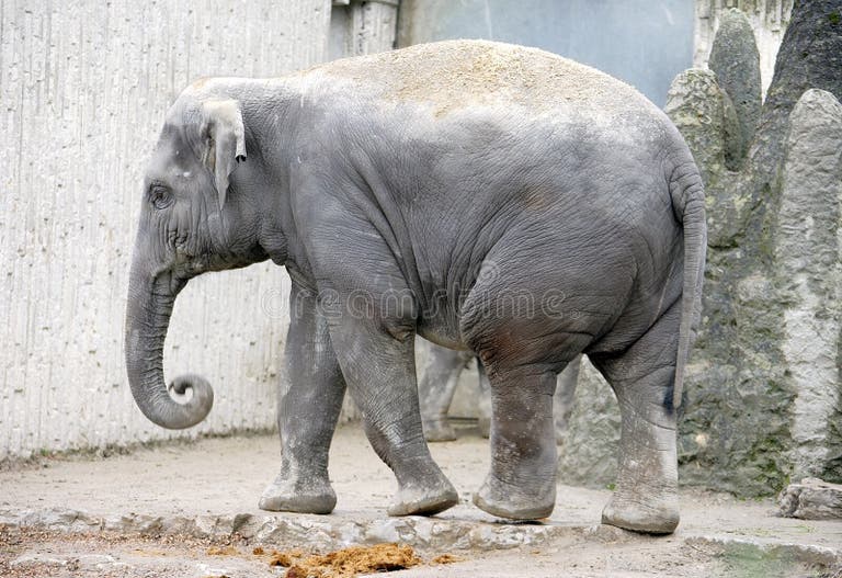 Indian Elephant Stamp Stock Photos - Free & Royalty-Free Stock Photos ...