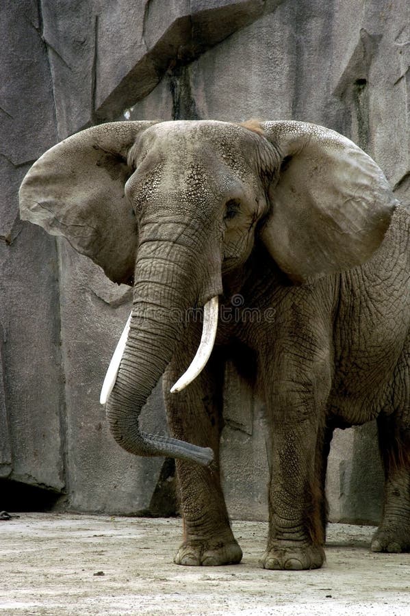 Elephant stock photo. Image of refresh, mouth, ivory, spraying - 3318898
