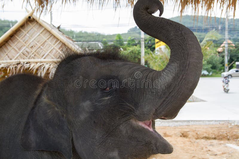 Elephant smiling stock image. Image of safari, trunk, elephants - 2475127