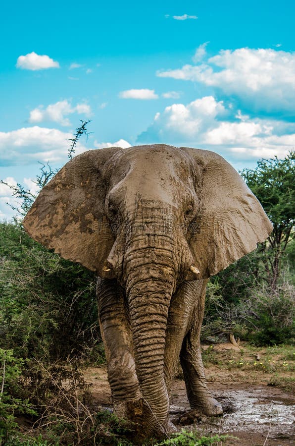 Elephant stock image. Image of environment, animal, mammal - 37573517
