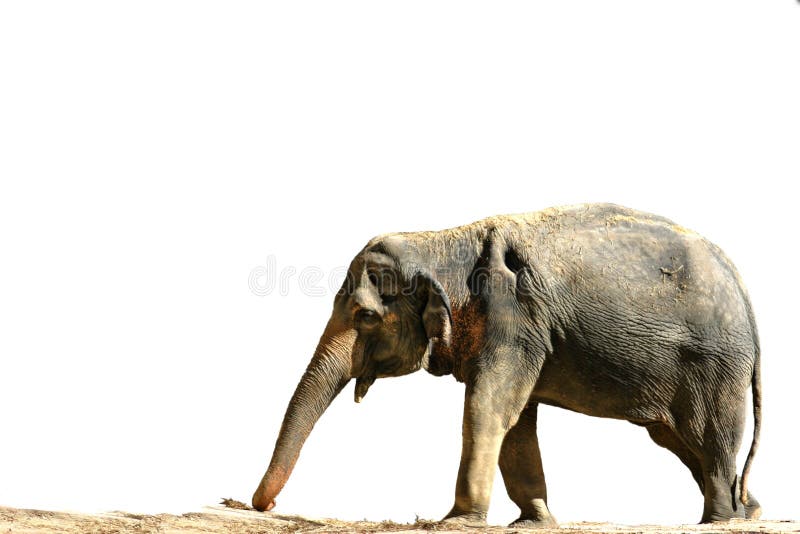 Elephant stock photo. Image of fleshy, healthy, heavy, giant - 37792