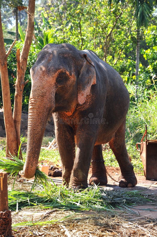 Elephant stock image. Image of african, elephant, mammal - 37831949