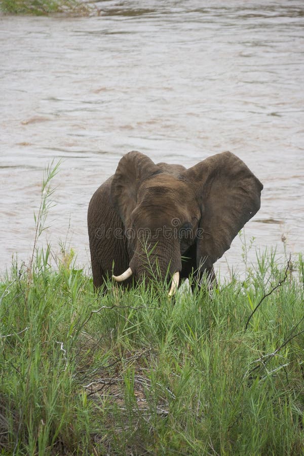 Elephant stock image. Image of grey, natural, african - 38232541