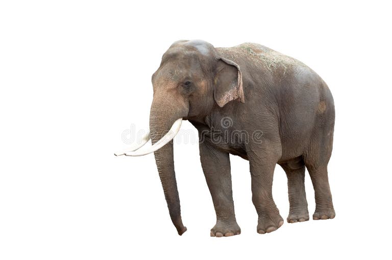 1,626 Elephant Skin Ear Texture Stock Photos - Free & Royalty-Free ...