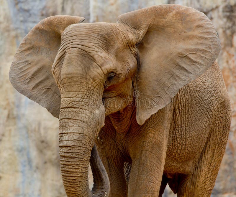 2,119 Elephant Tusk Texture Stock Photos - Free & Royalty-Free Stock ...