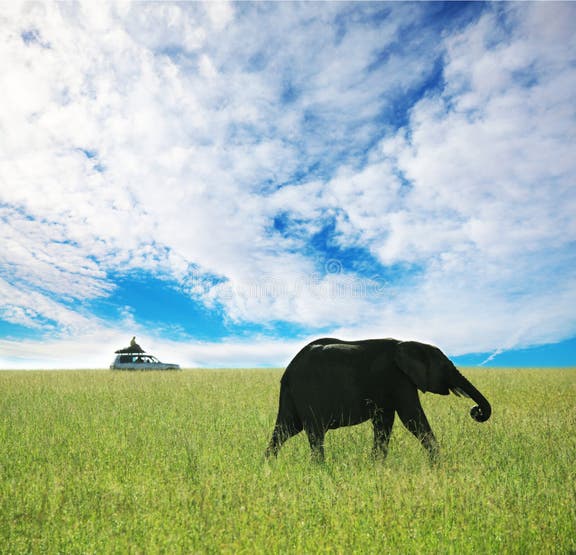 Elephant stock image. Image of leadership, elephant, environment - 54169009
