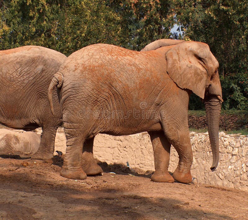 Elephant in Musk stock photo. Image of large, game, africa - 66461822