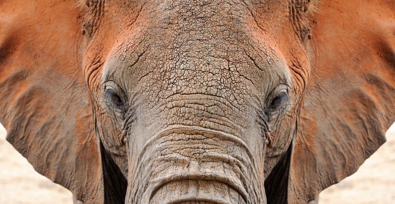 2,119 Elephant Tusk Texture Stock Photos - Free & Royalty-Free Stock ...