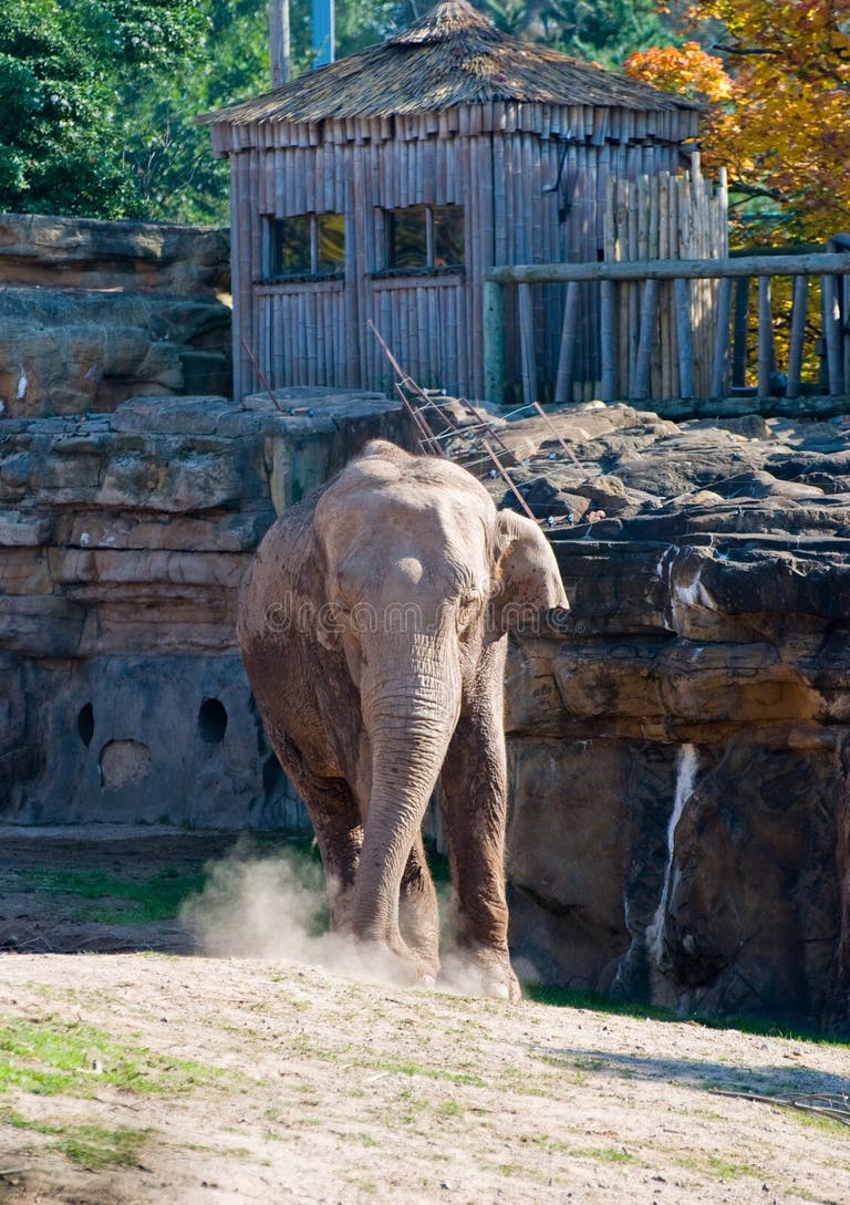 7,146 Funny Elephant Image Stock Photos - Free & Royalty-Free Stock ...