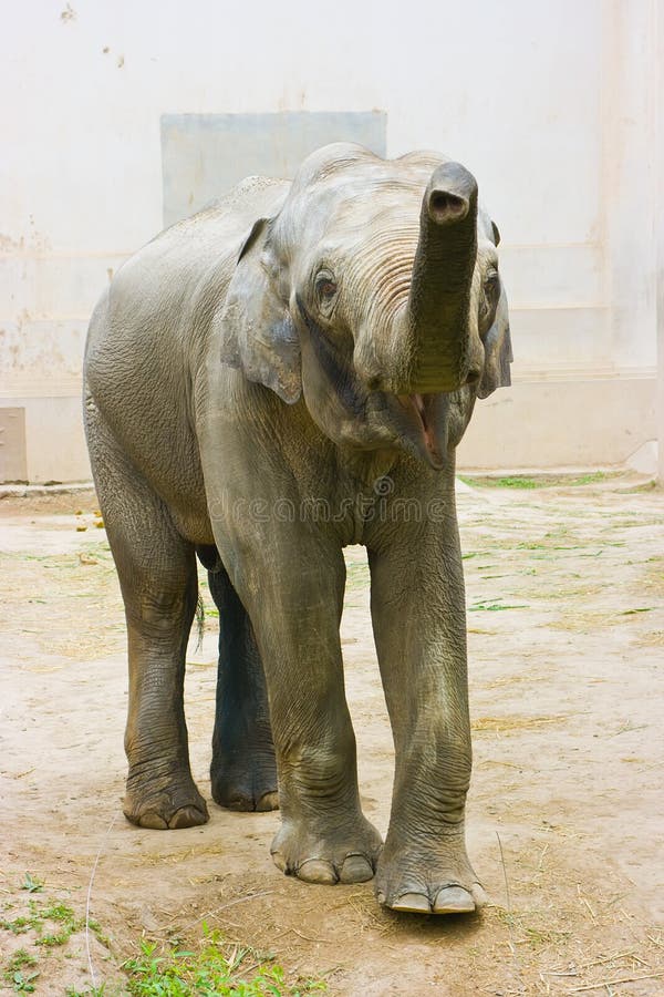 185 Elephant Weed Stock Photos - Free & Royalty-Free Stock Photos from ...