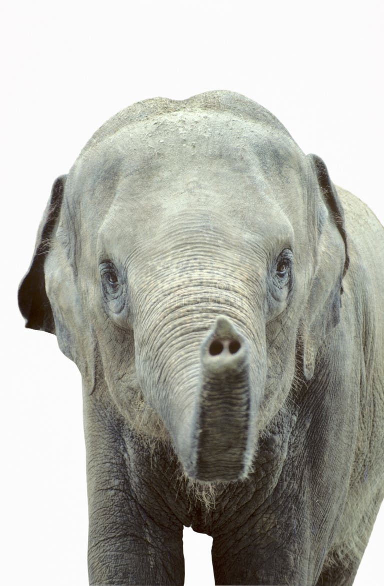 3,054 Elephant Trunk Nose Stock Photos - Free & Royalty-Free Stock ...